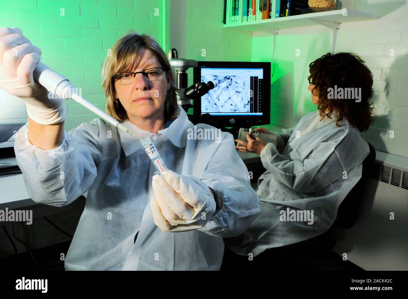 Puberty hormone research. Researchers analysing saliva samples taken ...