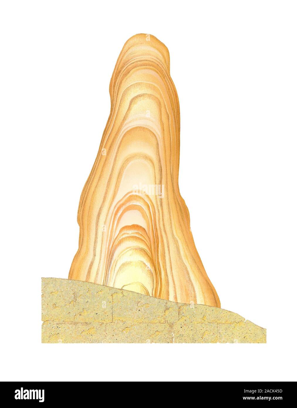 Stalagmite layers. Artwork of a section through a stalagmite, showing ...