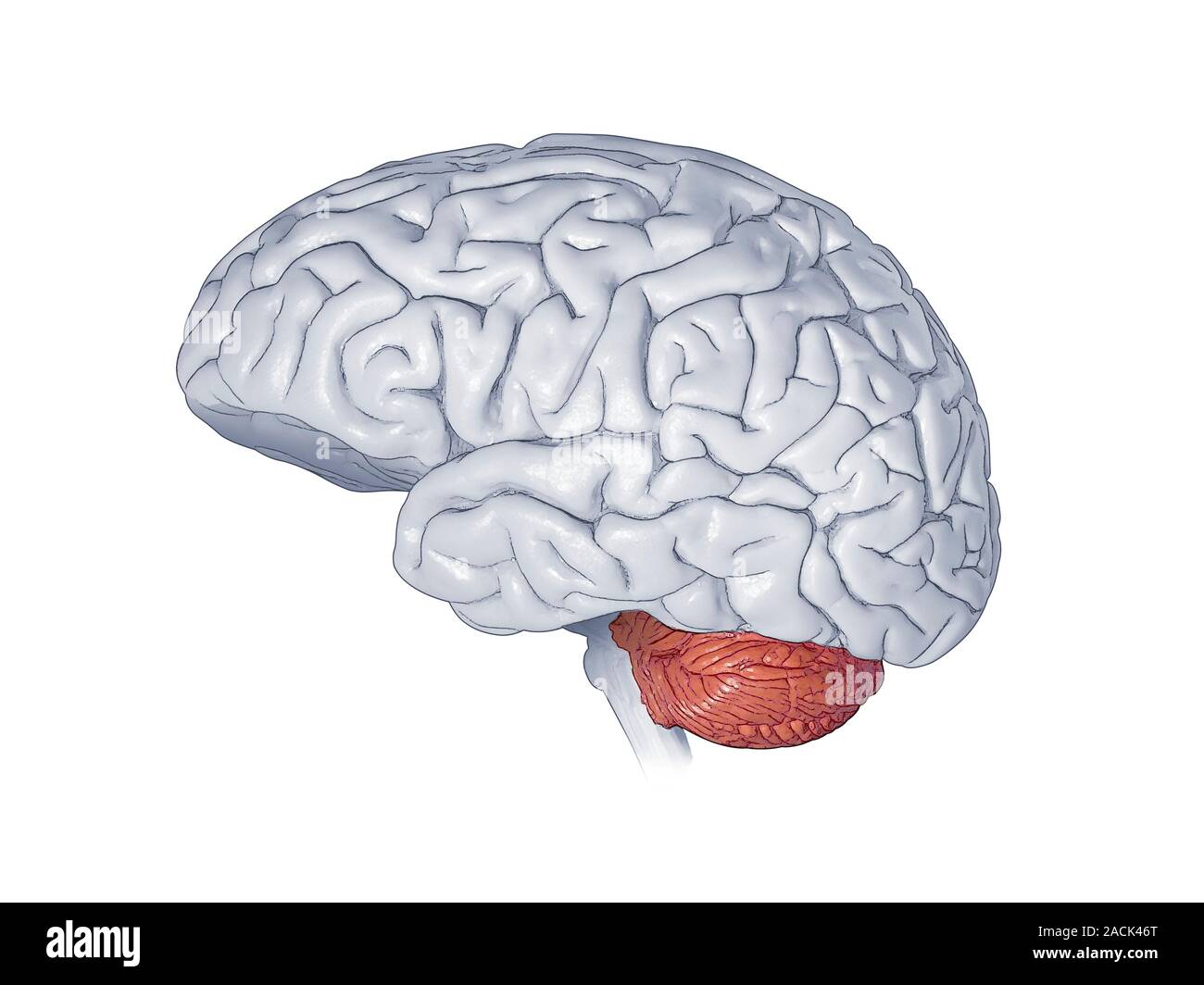 Human brain anatomy. Computer artwork showing the left hemisphere of a ...
