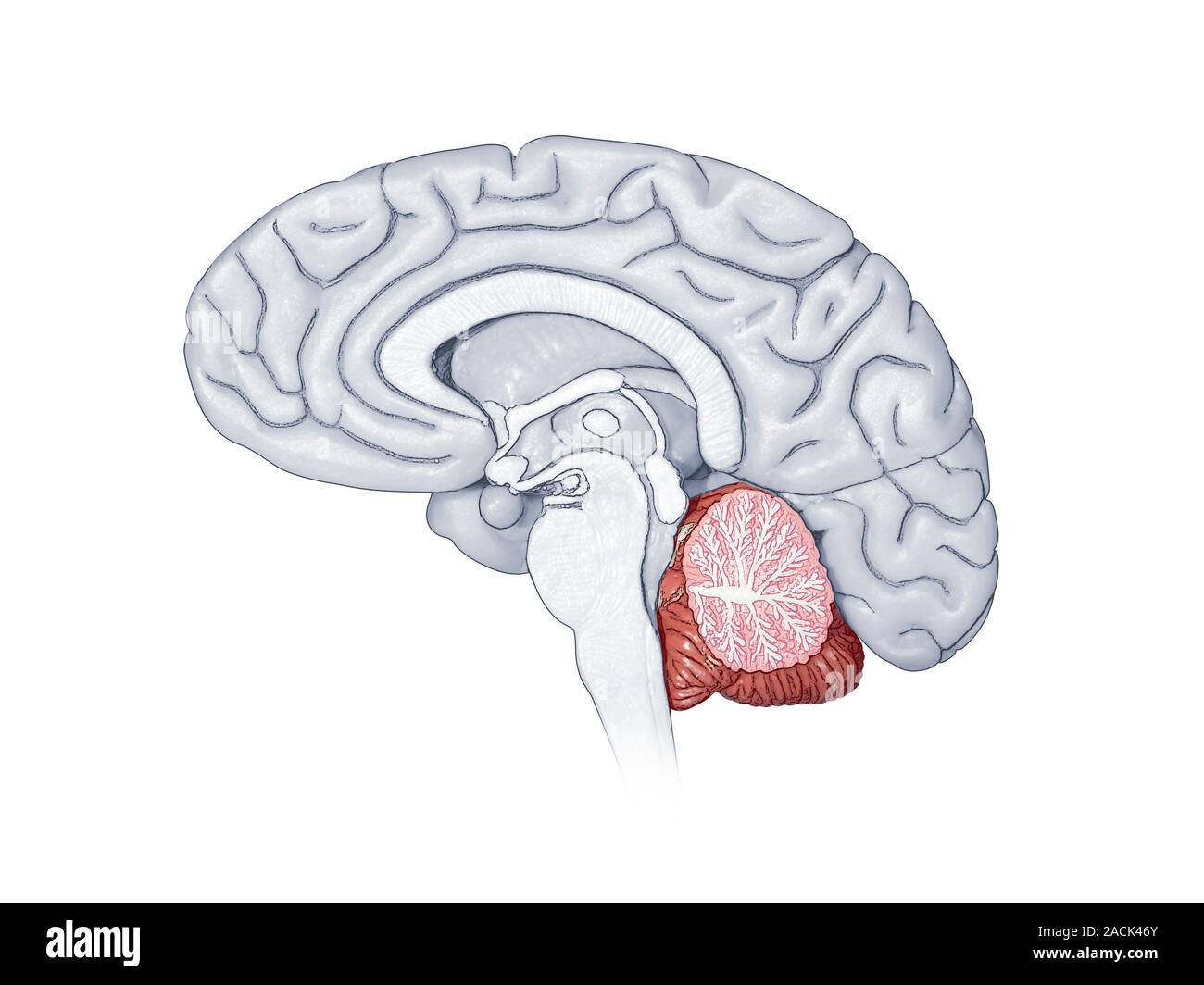 Human brain anatomy. Computer artwork showing the internal structure of ...