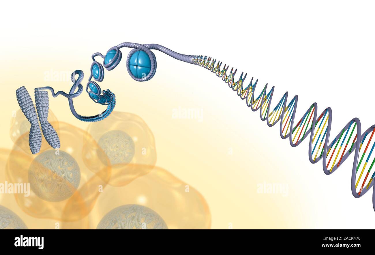 DNA packaging. Computer artwork showing how DNA (deoxyribonucleic acid ...