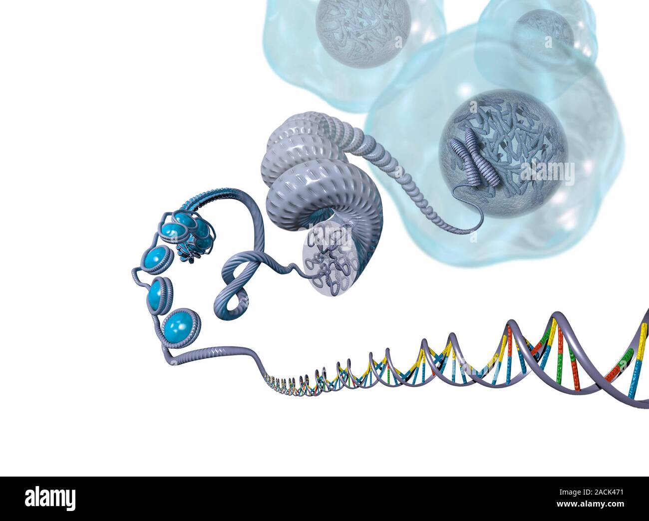 DNA packaging. Computer artwork showing how DNA (deoxyribonucleic acid ...