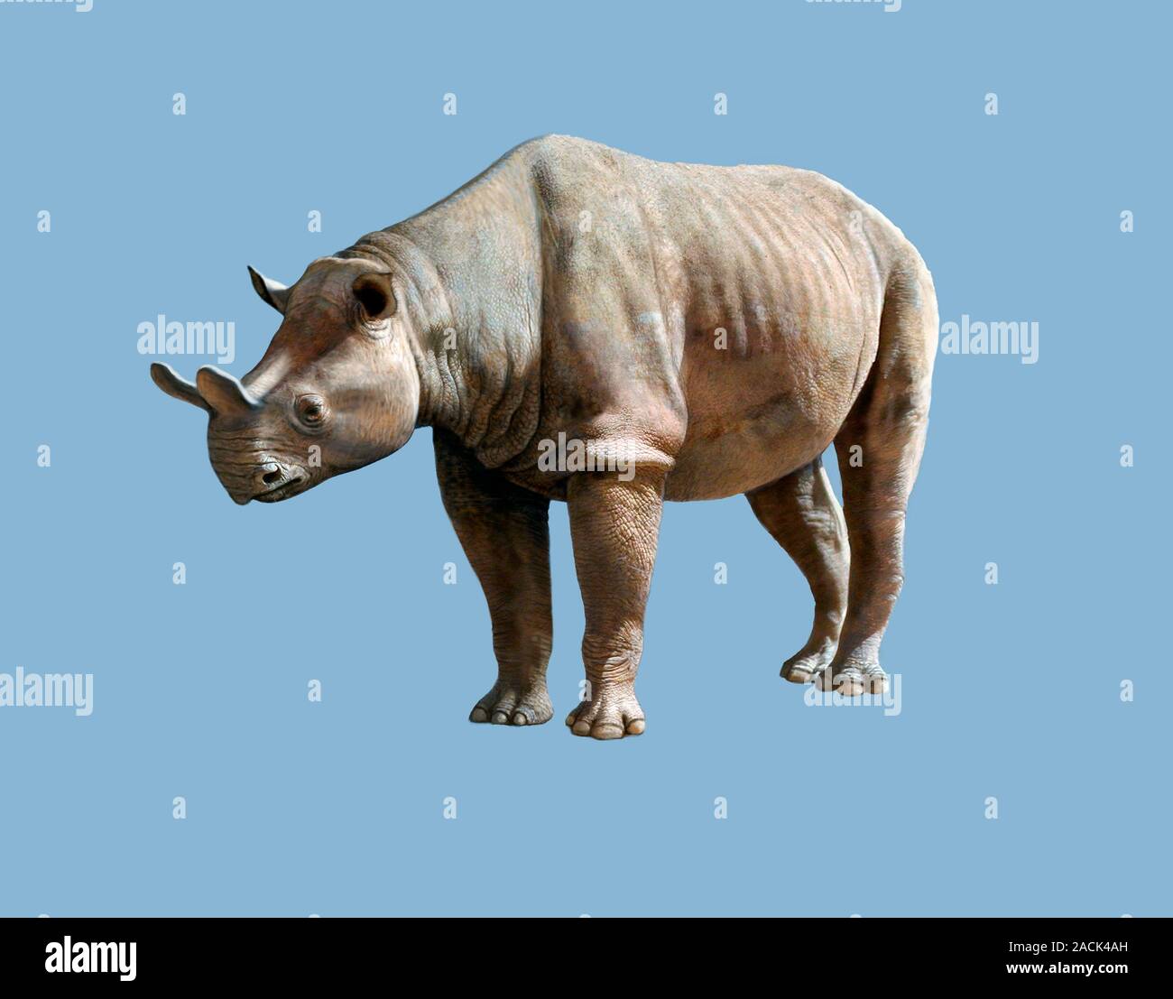 Brontops prehistoric rhino. Computer artwork of a Brontops. This ...