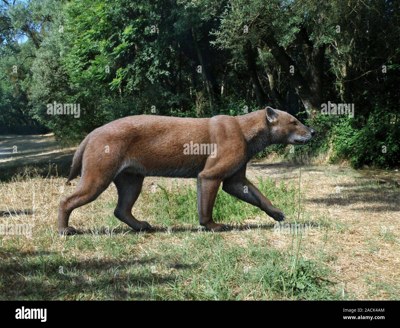 Prehistoric dog-bear. Computer artwork of a Hemicyon sp. prehistoric ...