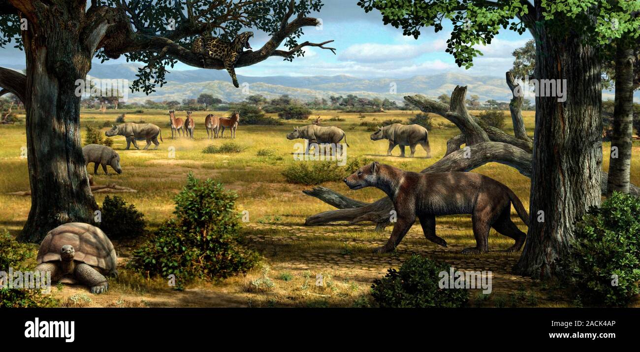 Wildlife of the Miocene era. Computer artwork of rhinoceros-like ...