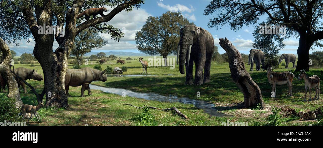 Wildlife of the Miocene era. Computer artwork of Gomphotherium sp ...