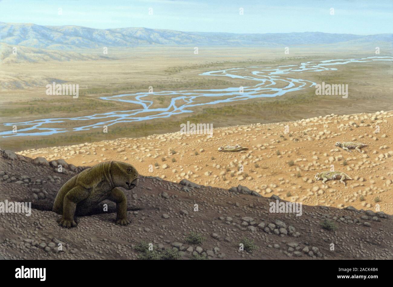 Lystrosaurus. Computer artwork of a Lystrosaurus sp. dicynodont ...