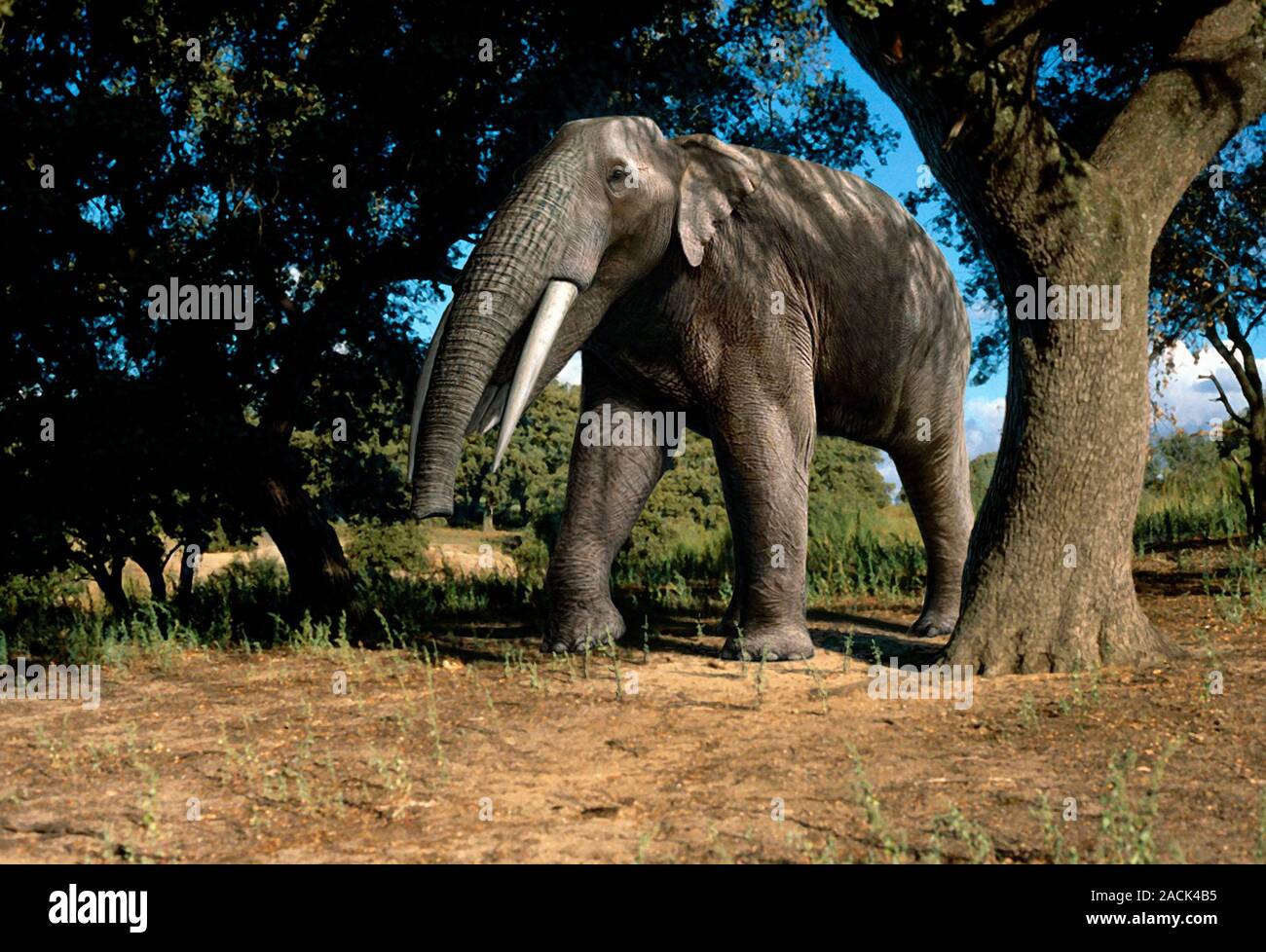 Prehistoric elephant. Computer artwork of a Tetralophodon sp ...