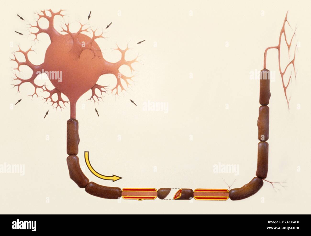 Nerve cell and axon. Diagram showing how the input to a nerve cell ...