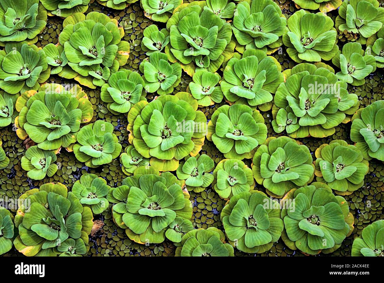 Water lettuce (Pistia straroites) plants floating on water. This ...