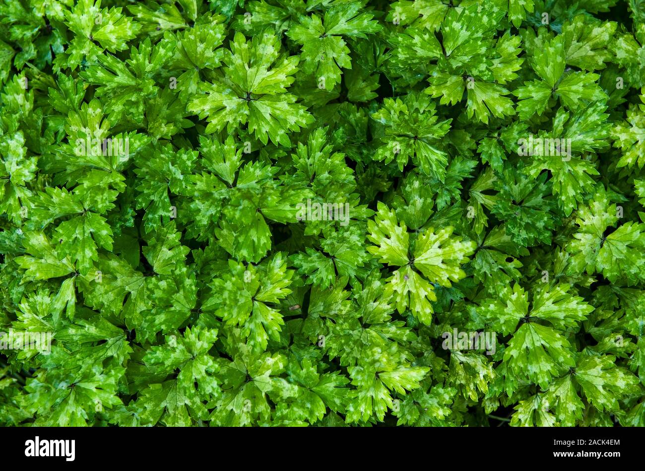 Tolmiea leaves. Leaves of the 'Taff's Gold' cultivar of the ornamental ...