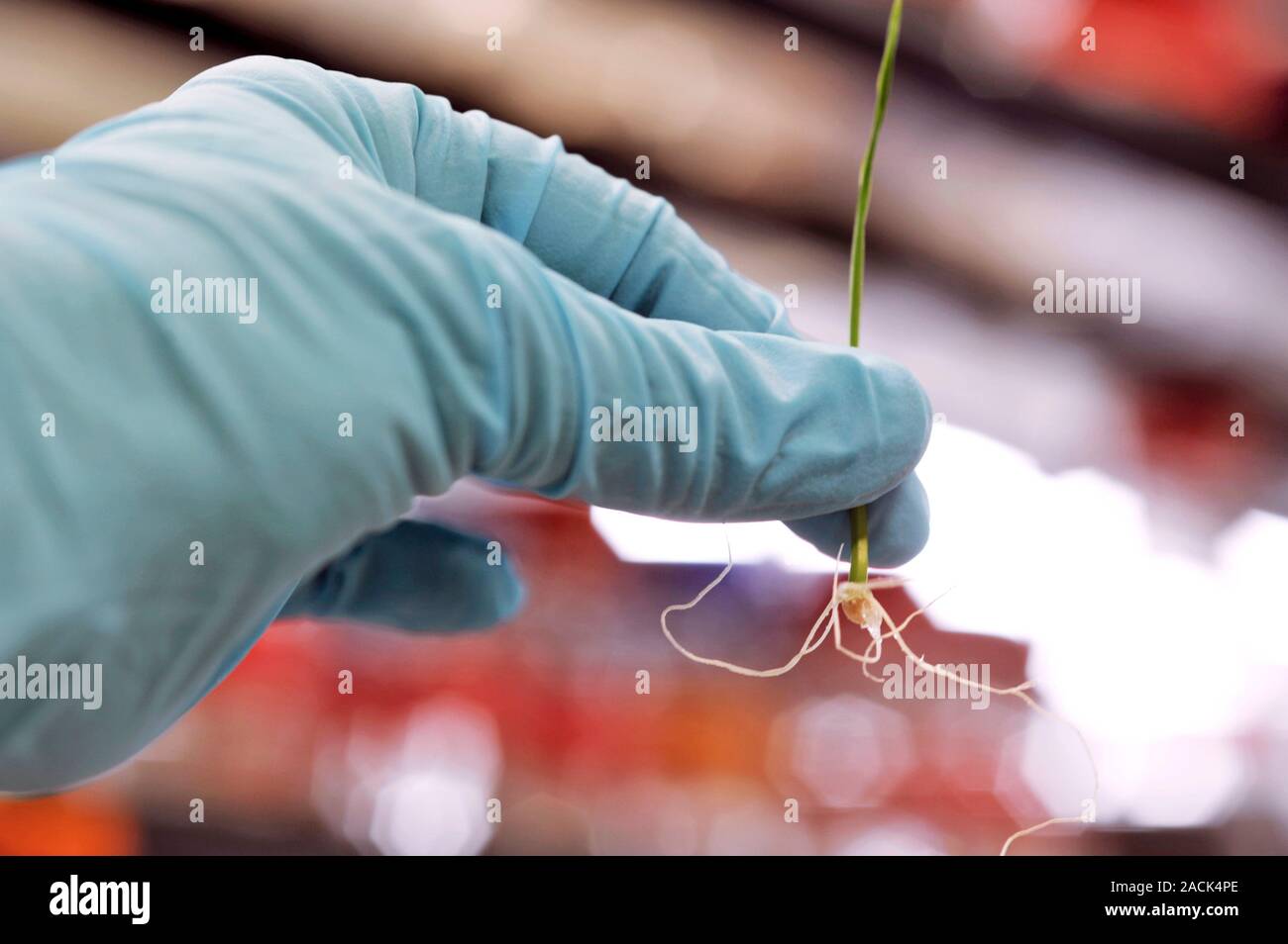 Botanical laboratory. Scientist holding a seedling in a plant lab Stock ...