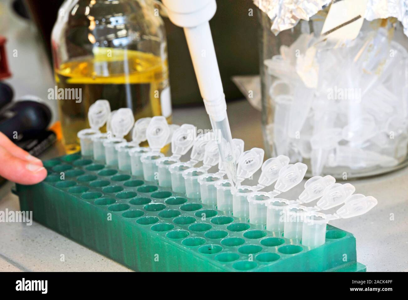Botanical laboratory. Scientist filling vials in a multiwell sample ...