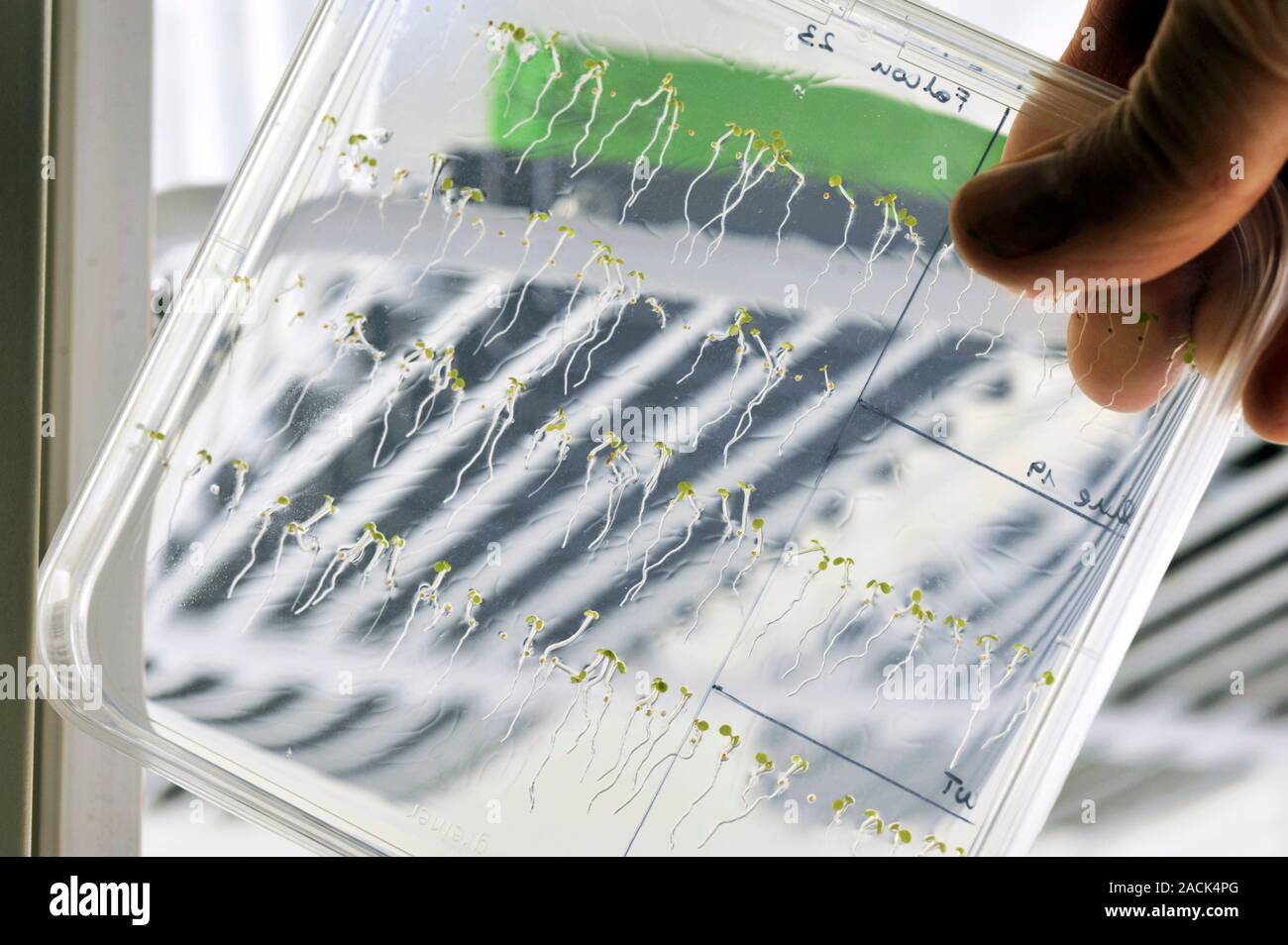 Botanical laboratory. Scientist holding a sample plate of seedlings ...