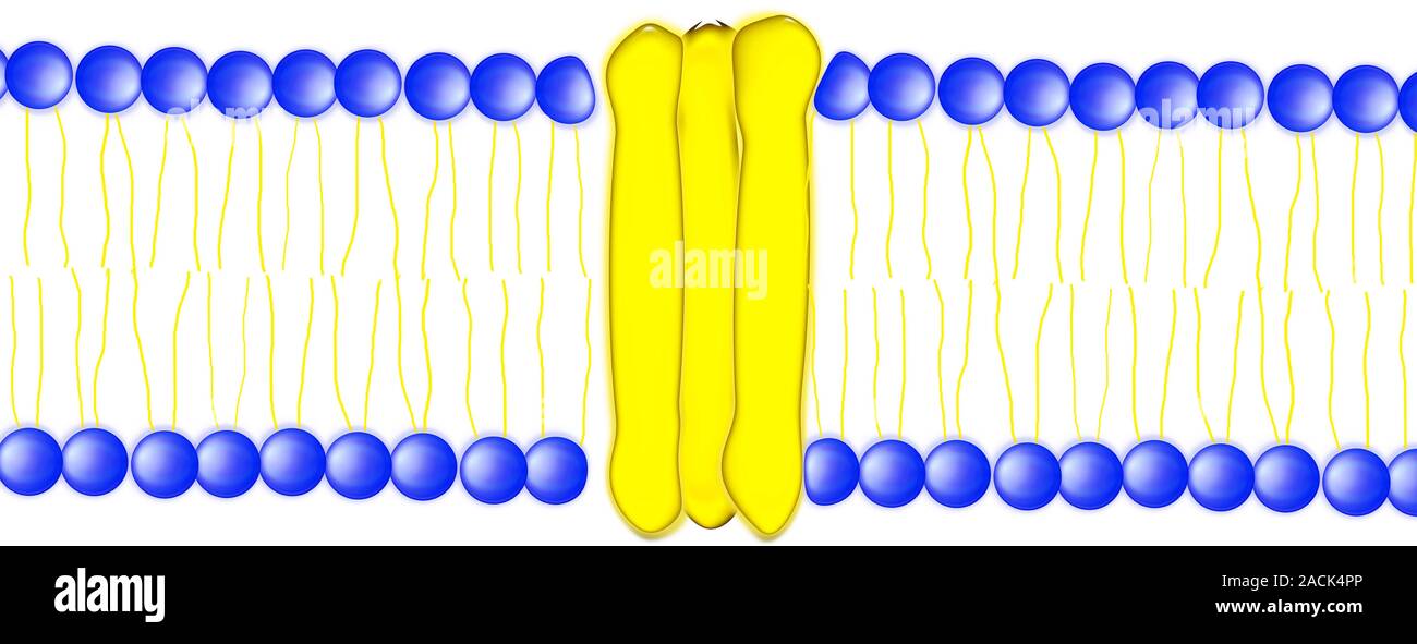 Cell membrane. Cutaway computer artwork of section through a cell ...