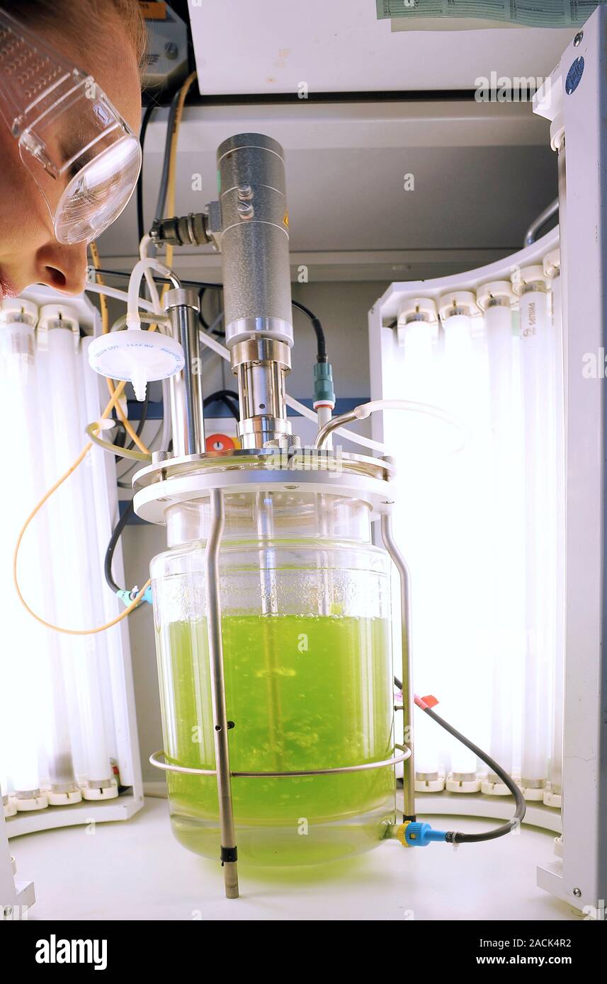 Bioreactor. Small-scale bioreactor in a botanical laboratory ...