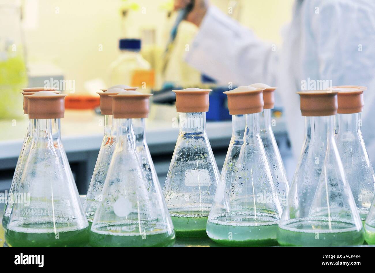 Botanical laboratory. Flasks full of plant extracts in a plant lab ...