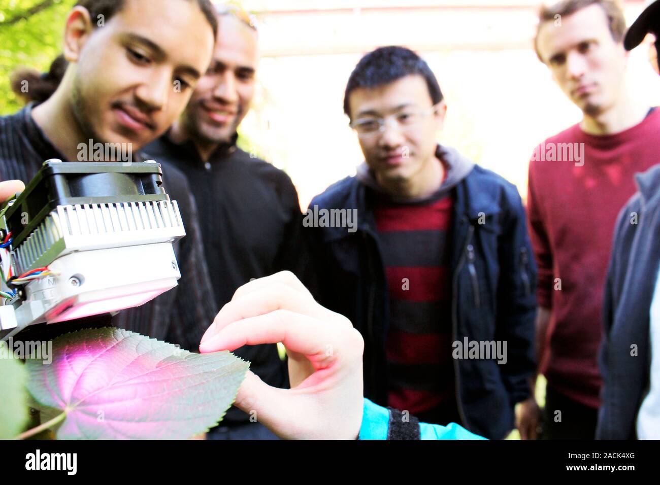 Botany. Student being shown how to use a lamp to identify leaves and ...