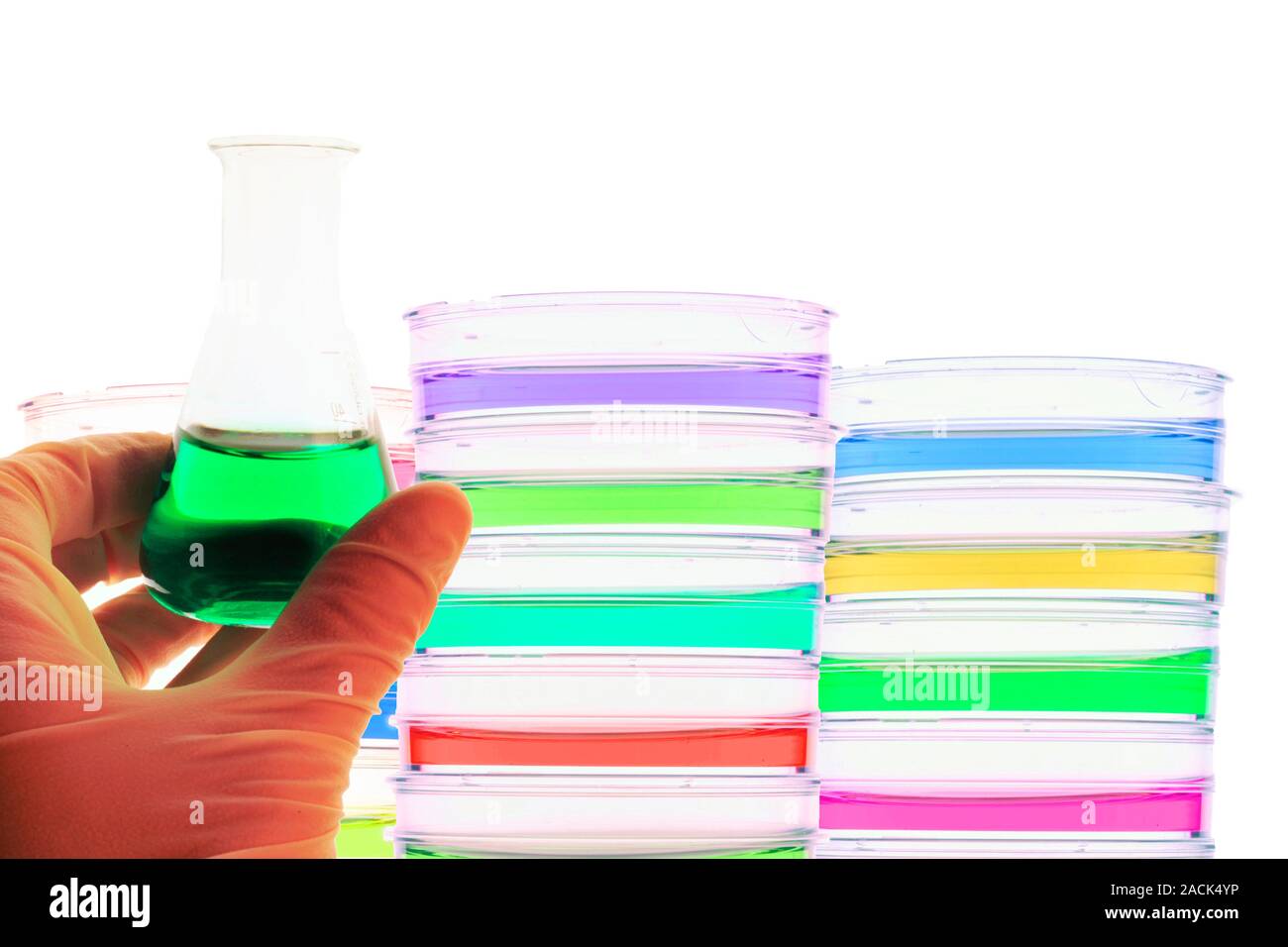 Science lab. Scientist with a flask and Petri dishes containing ...