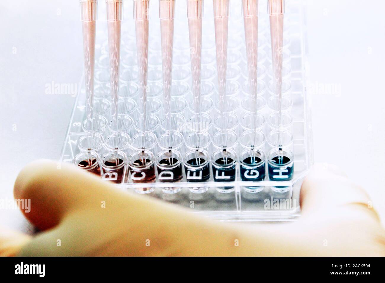 Pharmacy laboratory. Pharmacist using a multi-pipette to fill a multi ...