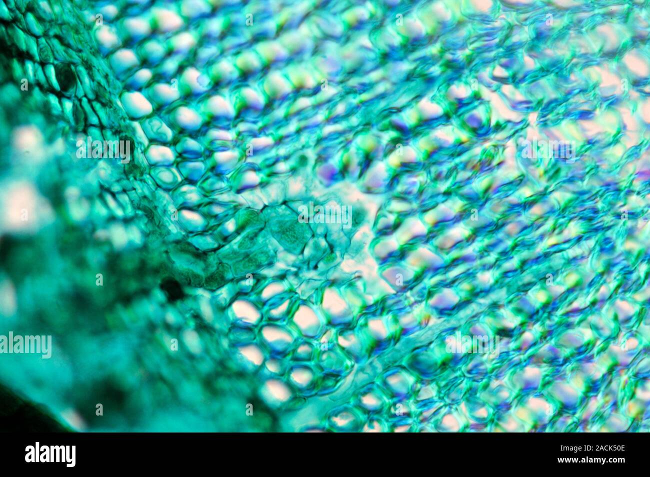 Pine tree tissue. Light micrograph of a section of pine tree stem ...