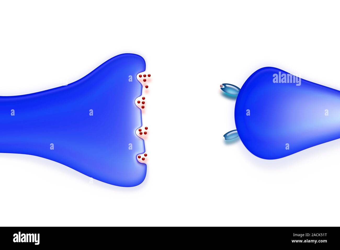 Synapse. Computer artwork of a synapse, the junction between nerve ...