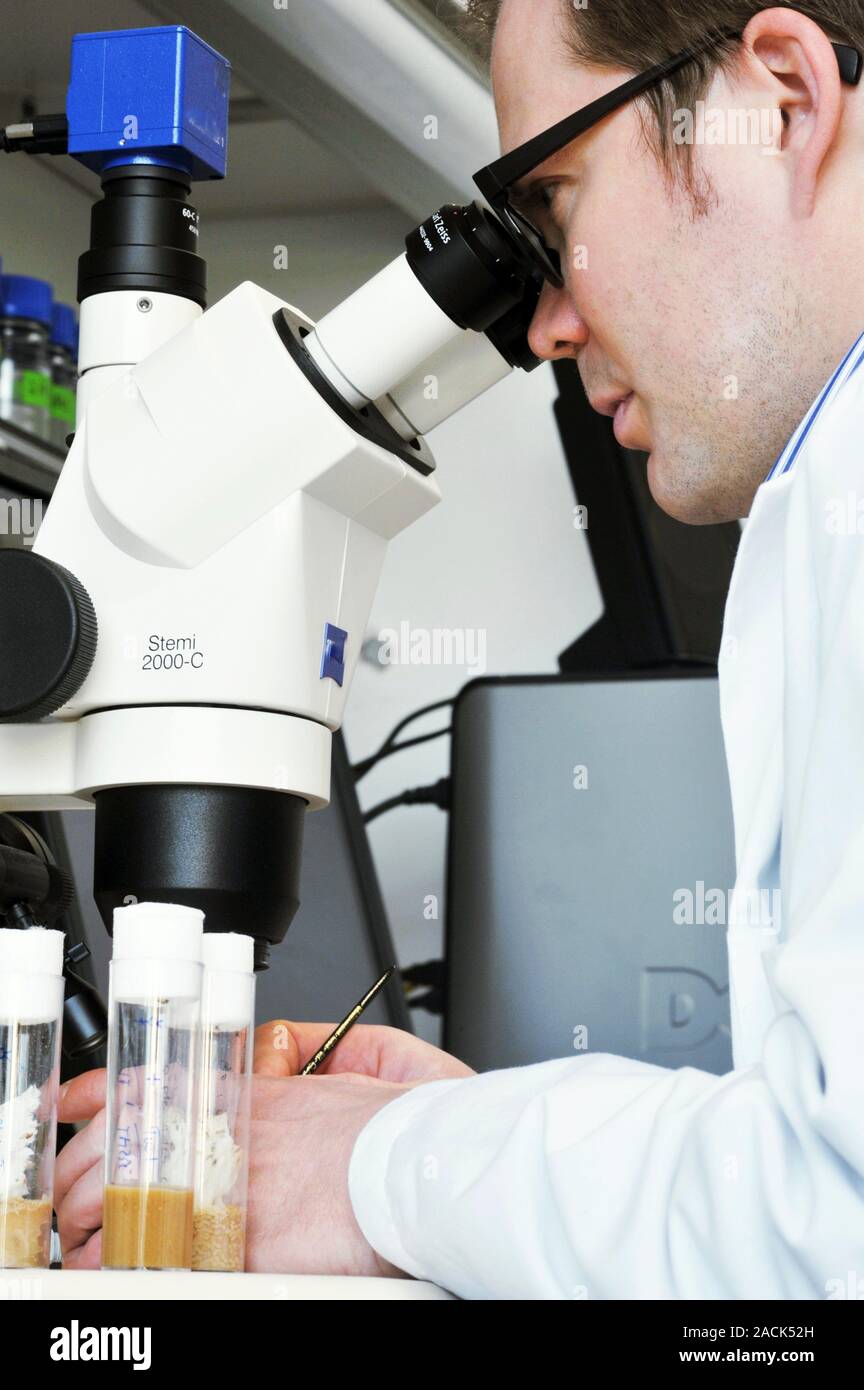 Microscopy. Scientist using a light microscope Stock Photo - Alamy