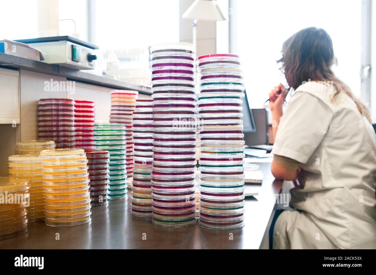 Microbiology lab. Scientist sitting at a bench piled high with petri ...
