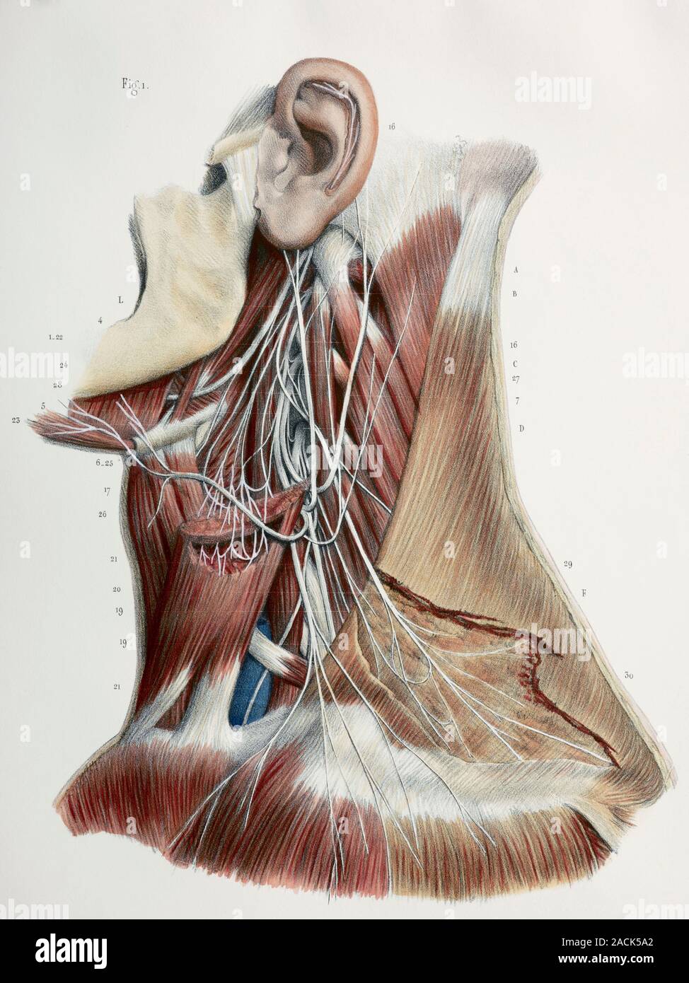Cervical spinal nerves. This anatomical artwork is figure 1, plate 47 ...