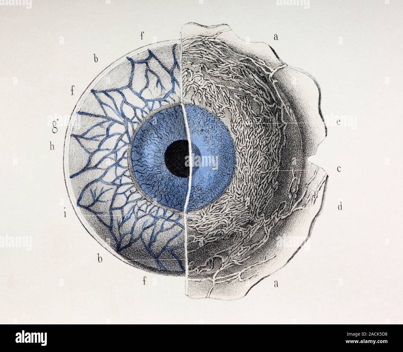 Eye anatomy, front view. This anatomical artwork is figure 2, plate 75 ...