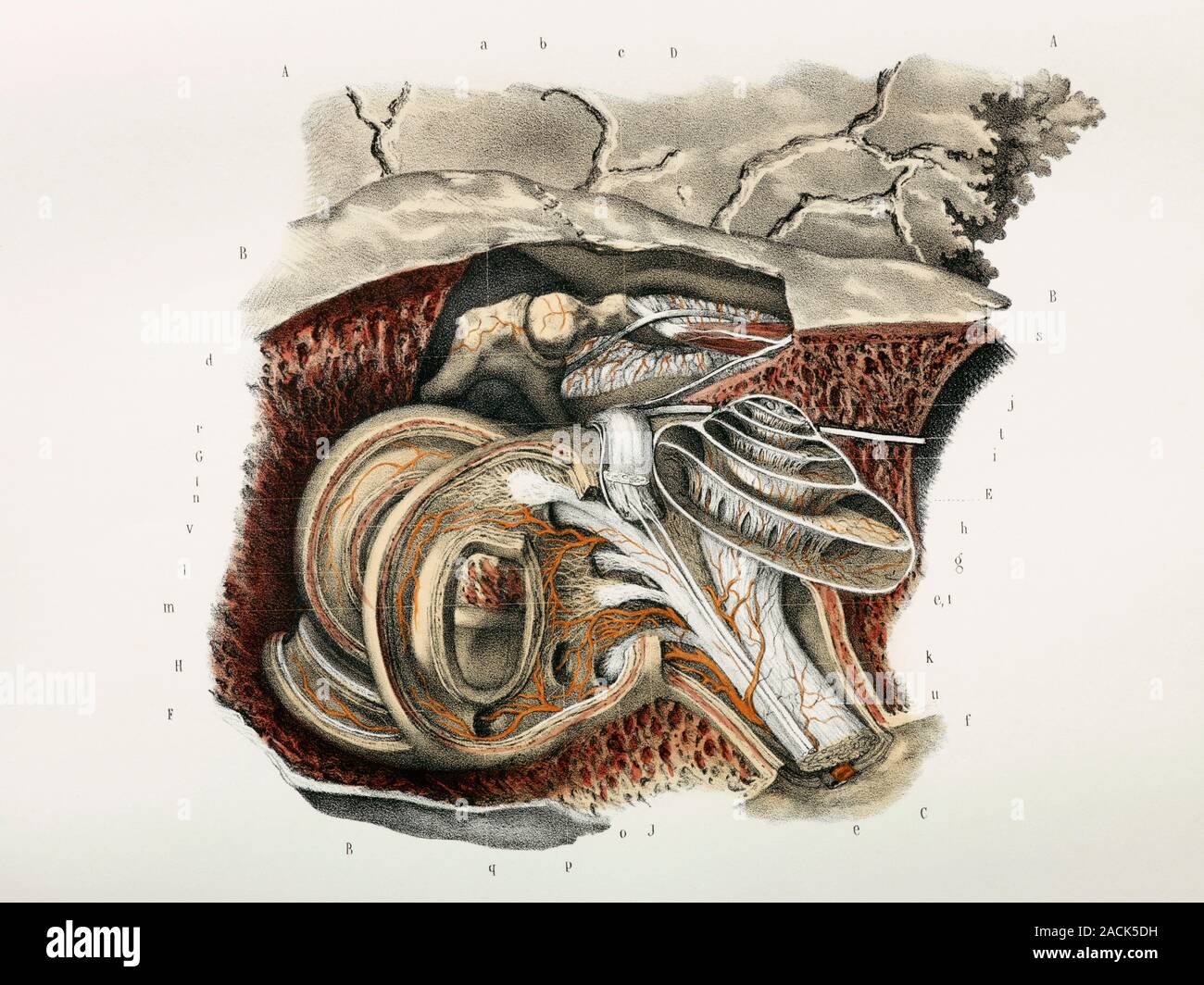 Bony labyrinth, dissected. This anatomical artwork is figure 2, plate ...