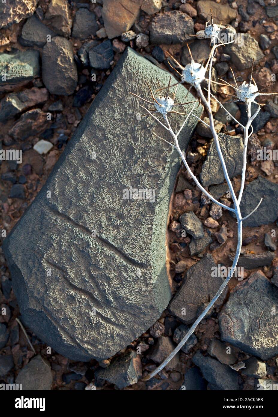 Wind erosion on a limestone rock causing an etched and furrowed ...
