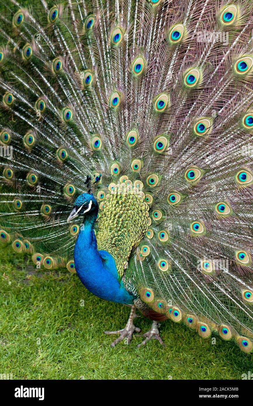 Peacock displaying his iridescent feathers Stock Photo - Alamy