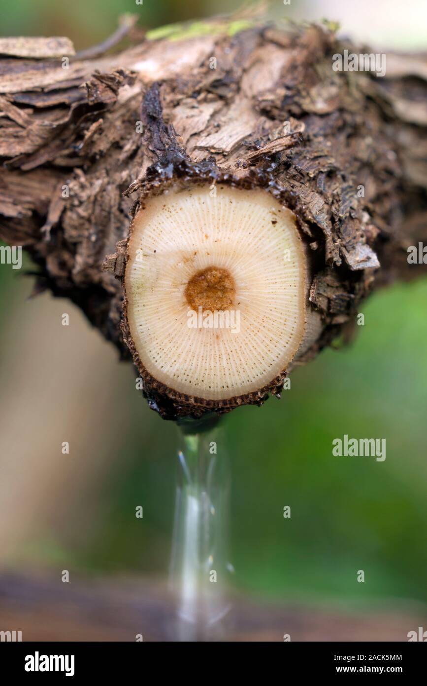Sap from a grape vine (Vitis vinifera). Sap within woody plants is ...