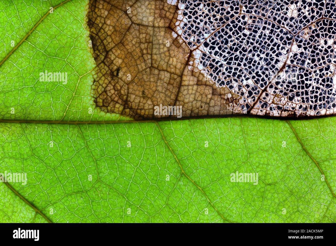 Fungal infection of a leaf of Epimedium perralderianum. The leaf damage ...