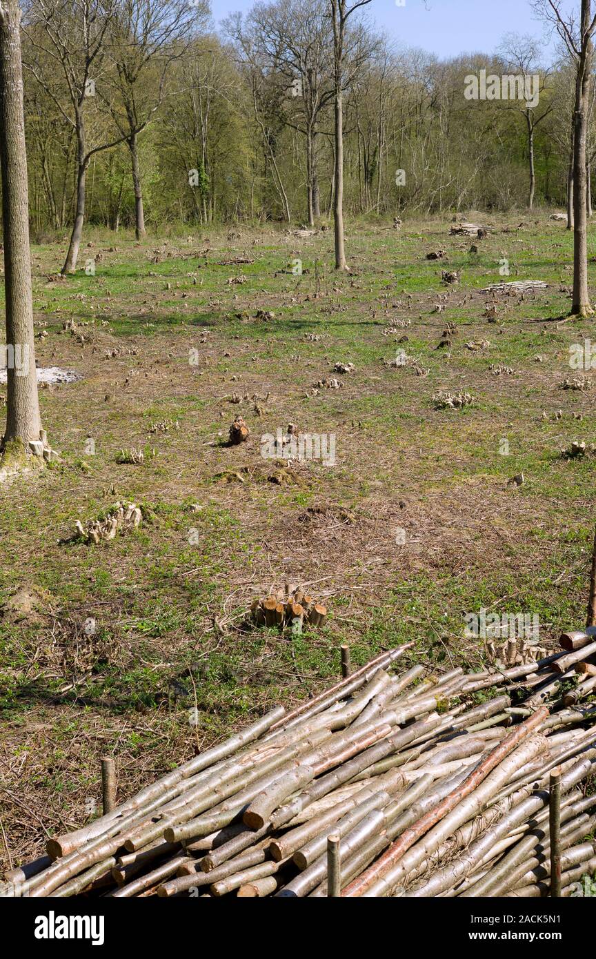 Coppice woodland in April, a traditional woodland management technique ...