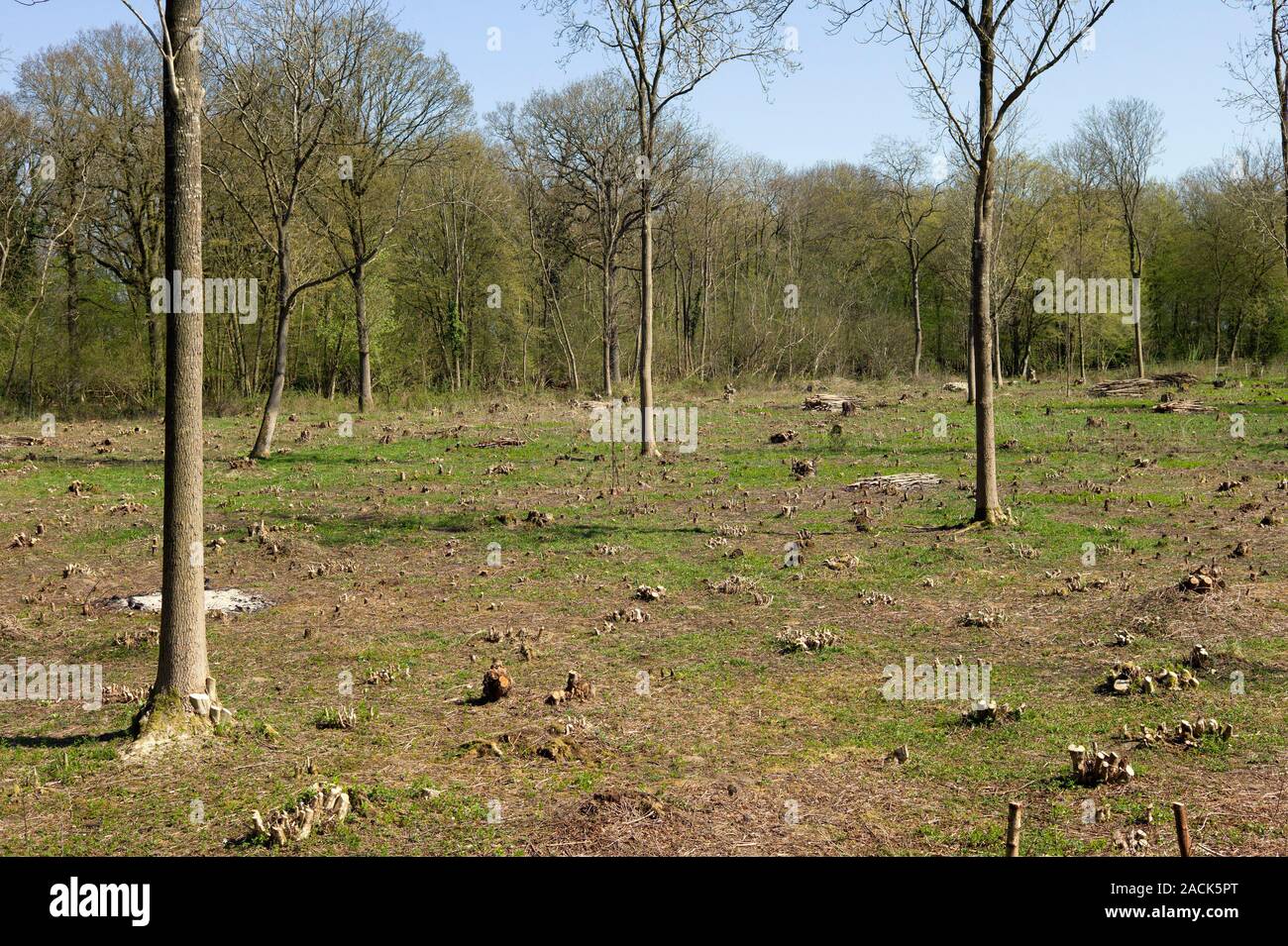 Coppice woodland in April, a traditional woodland management technique ...