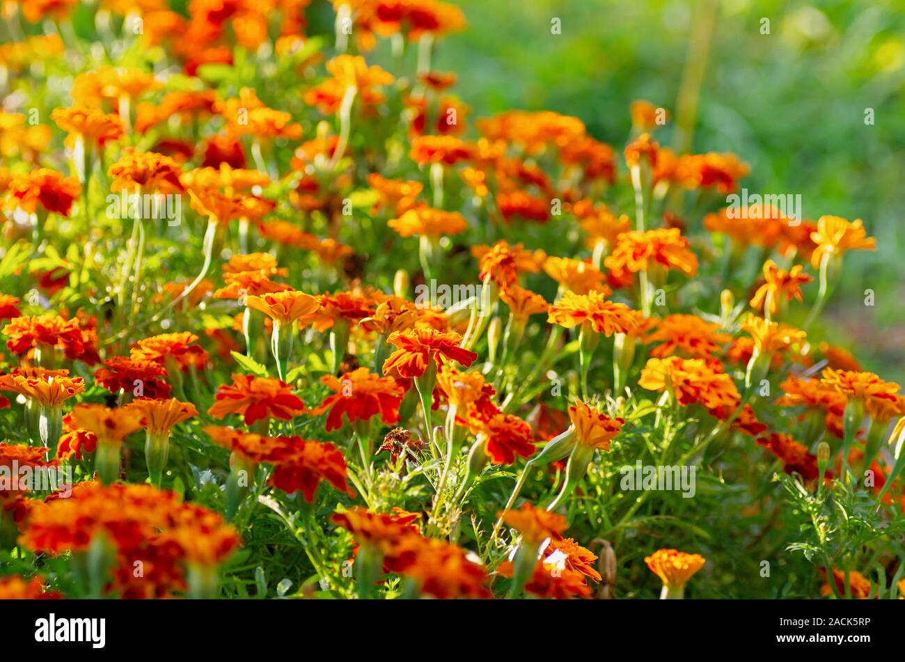 Tagetes erecta. Red marigolds flowers on a green background. Beautiful ...