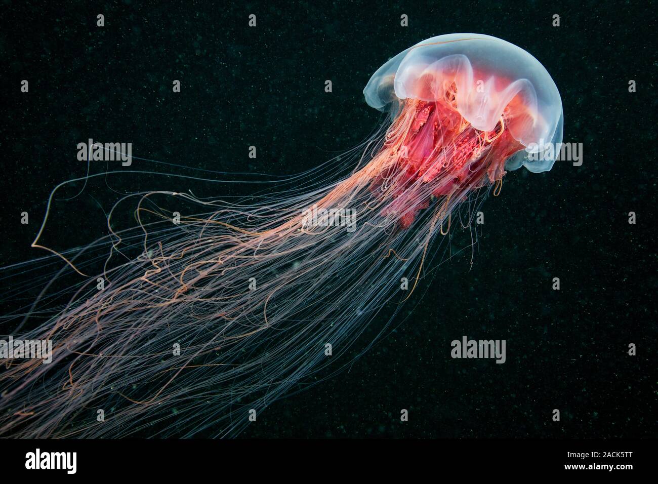 Lion's mane jellyfish (Cyanea capillata). Lion's mane jellyfish are the ...