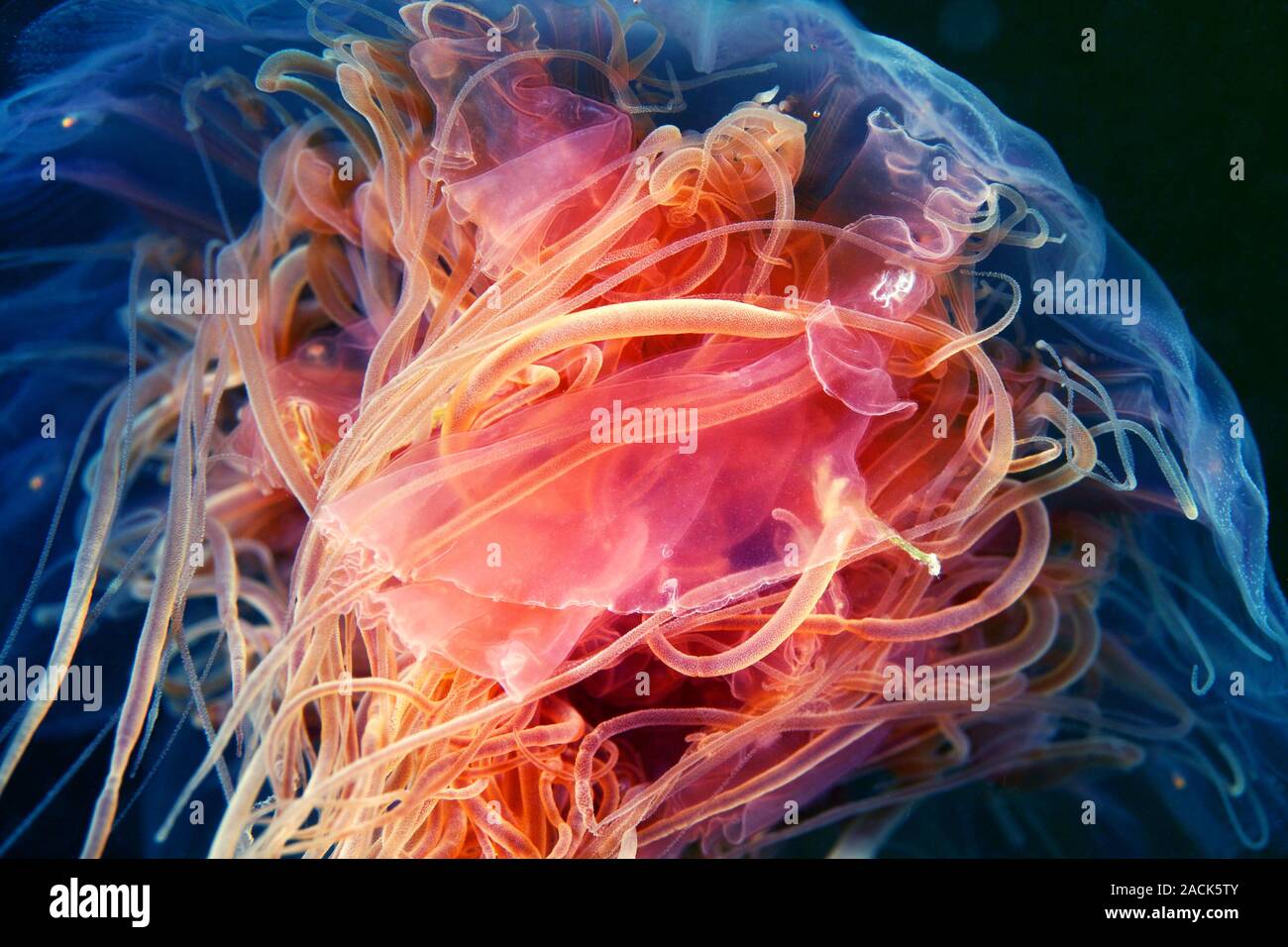 Lion's mane jellyfish (Cyanea capillata), close-up. Lion's mane ...