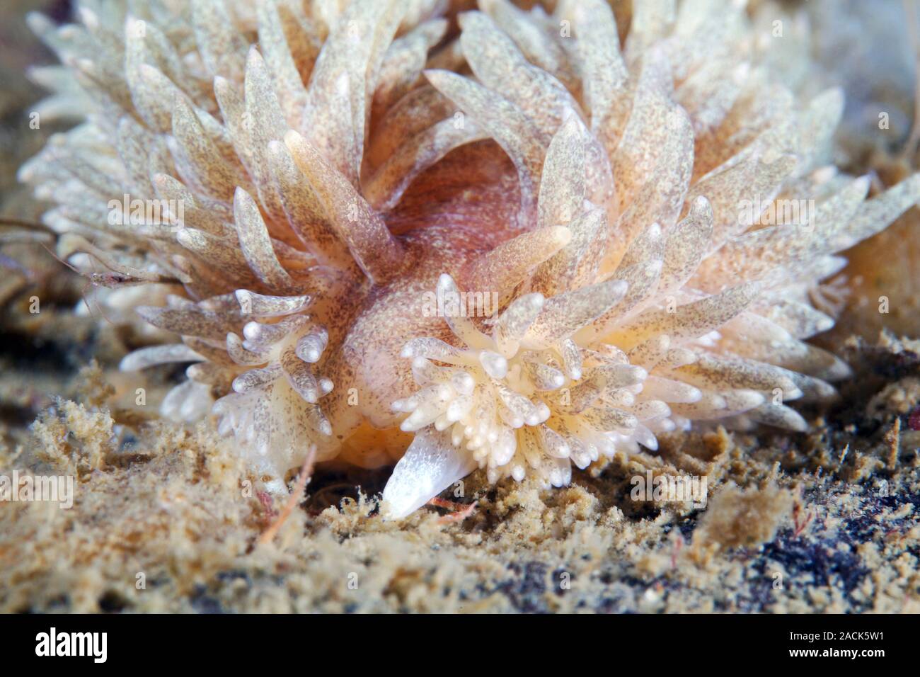 Shaggy mouse nudibranch (Aeolidia papillosa). Nudibranchs are shell ...