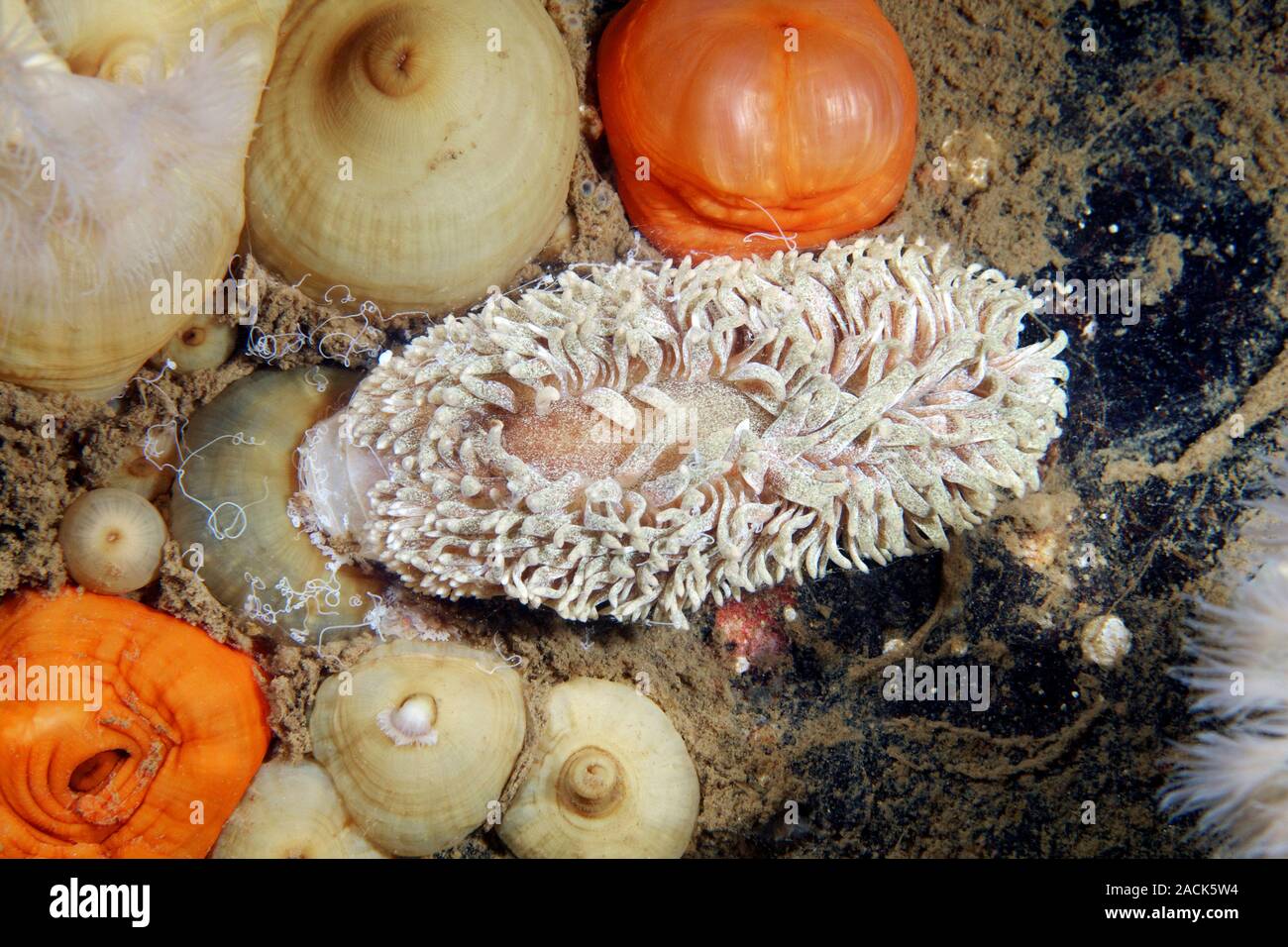 Shaggy mouse nudibranch (Aeolidia papillosa). Nudibranchs are shell ...