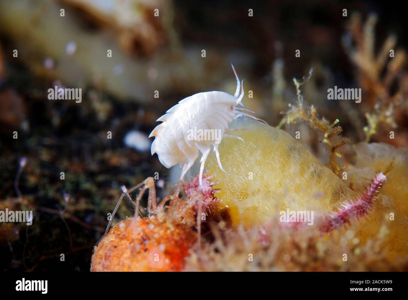 White knight amphipod (Acanthonotozoma cristatum). Amphipods typically ...