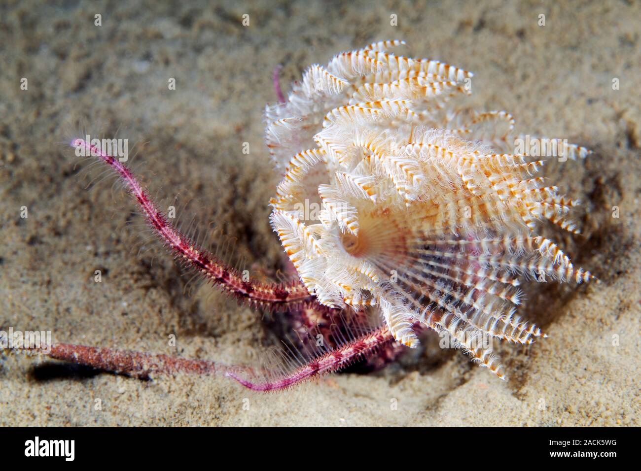 Polychaete marine worm (Branchiomma arctica). Polychaetes are a class ...