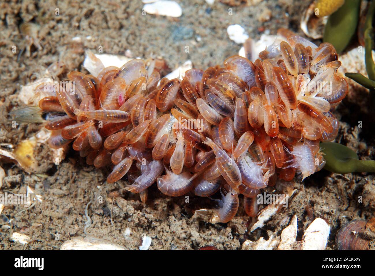 Amphipods (Anonyx nugax) feeding on the body of a dead fish. Amphipods ...