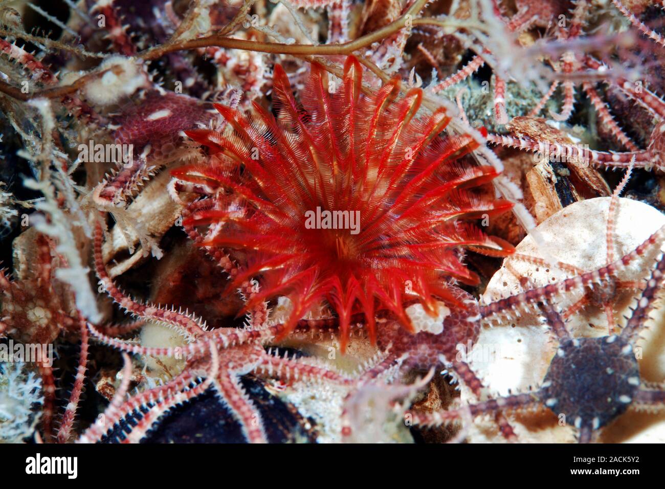 Polychaete marine worm (Chone infundibuliformis) surrounded by brittle ...