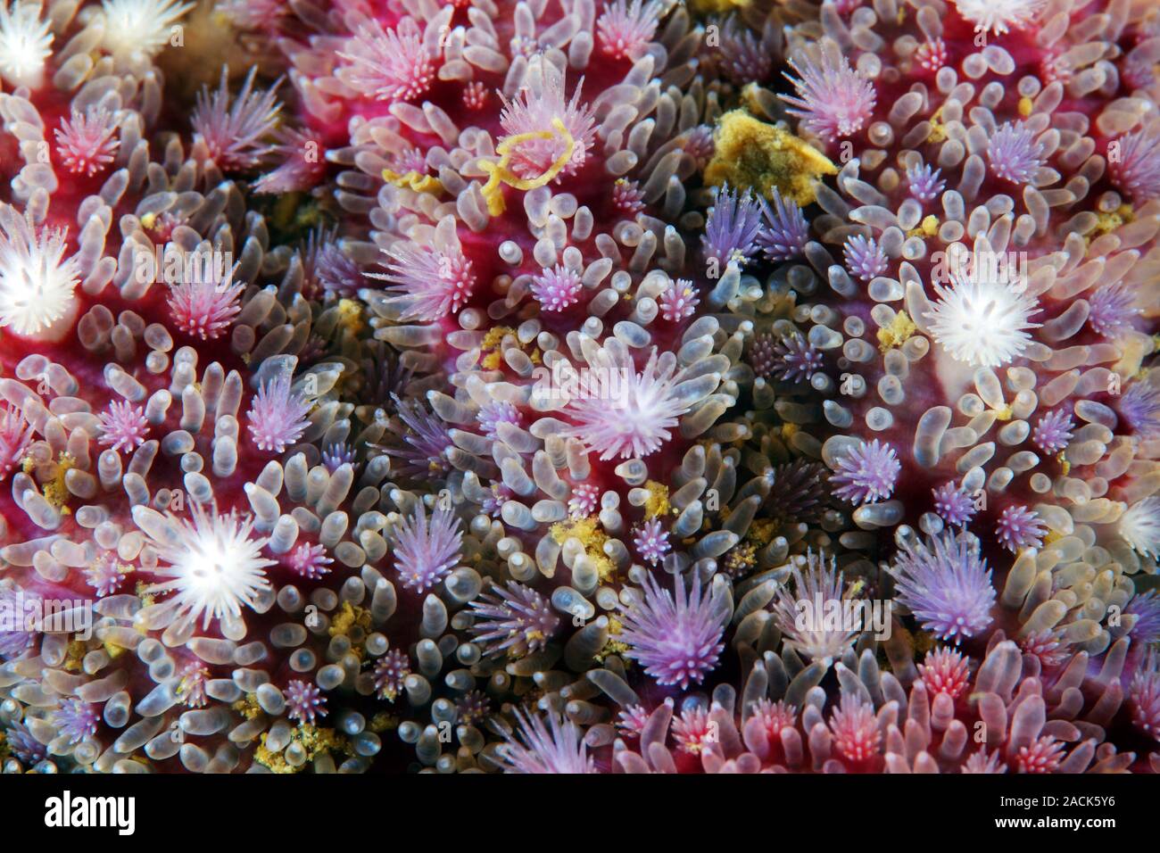 Spiny sunstar, close-up. The spiny sunstar (Crossaster papposus) is ...
