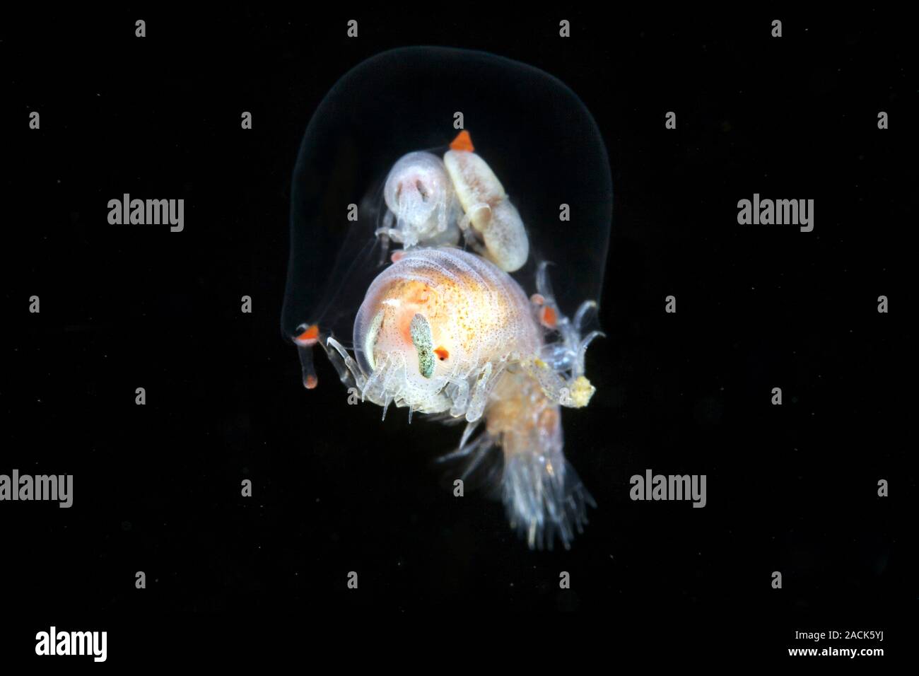 Amphipods inside a hydromedusa. Small crustaceans (Hyperia galba ...