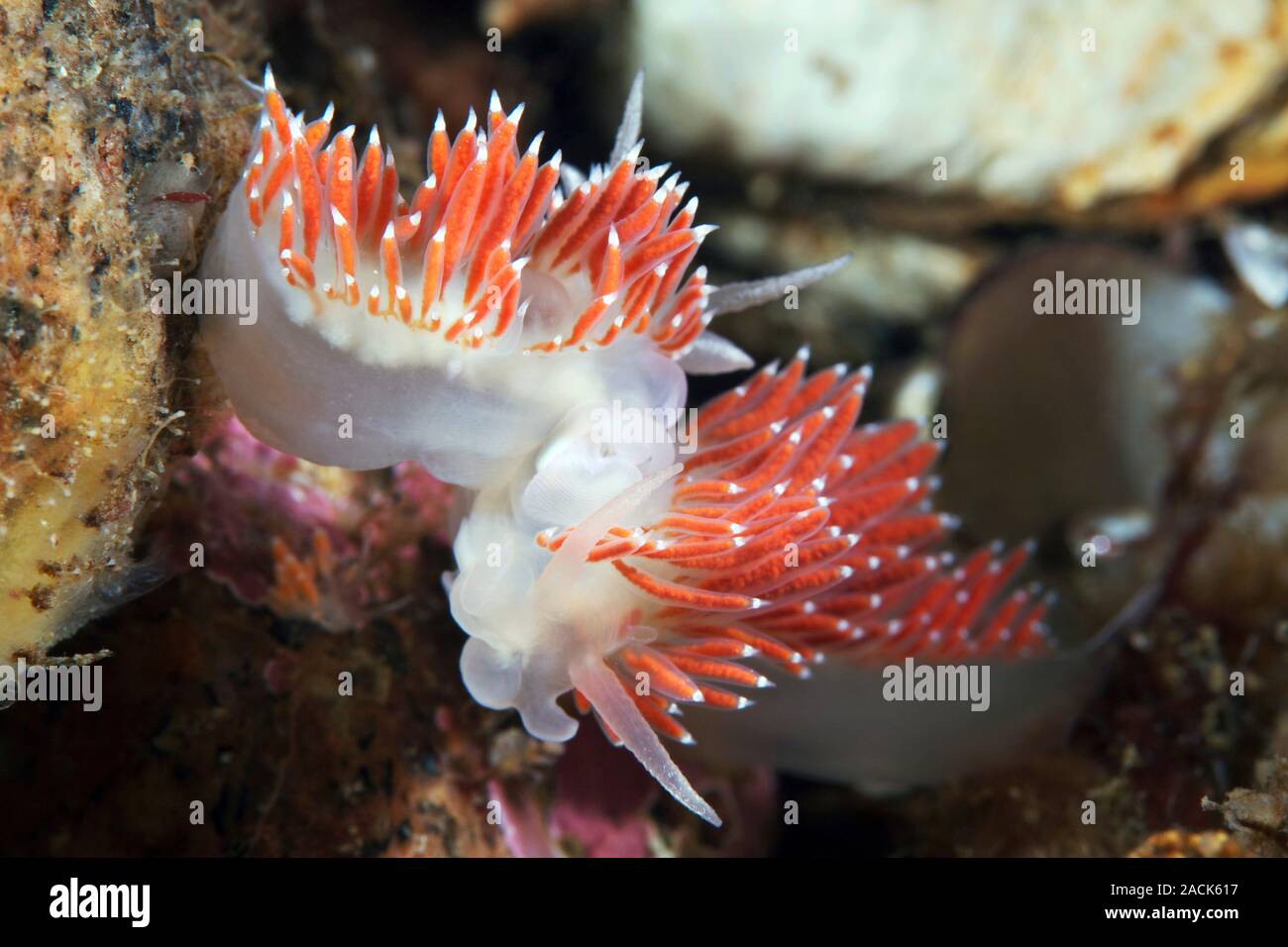 Nudibranch (Flabellina verrucosa). Nudibranchs are shell-less marine ...