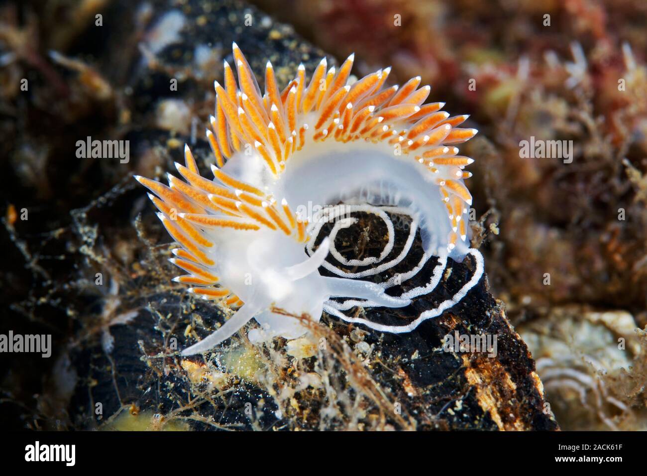 Nudibranch (Flabellina verrucosa) laying eggs. Nudibranchs are shell ...